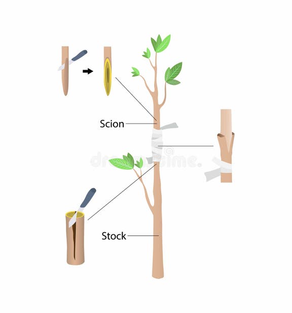 Illustration of Biology and Agriculture, Approach Grafting, Grafting is ...
