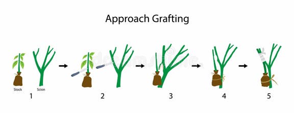 Illustration of Biology and Agriculture, Approach Grafting, Grafting is ...
