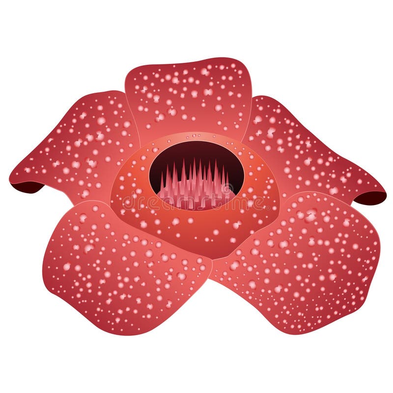 Rafflesia Flower Cartoon Stock Illustrations – 112 Rafflesia Flower ...