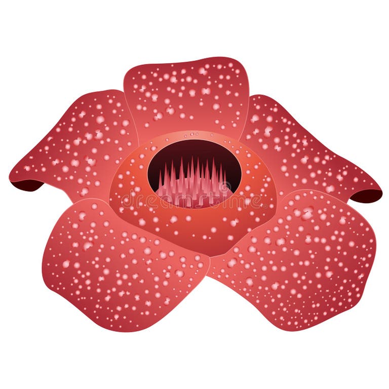 Rafflesia Stock Illustrations – 560 Rafflesia Stock Illustrations ...