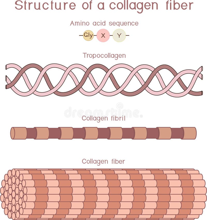 Structure of Collagen Fiber Stock Vector - Illustration of molecular ...