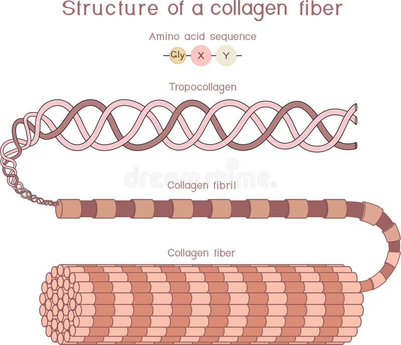 Structure of Collagen Fiber Stock Vector - Illustration of pattern ...