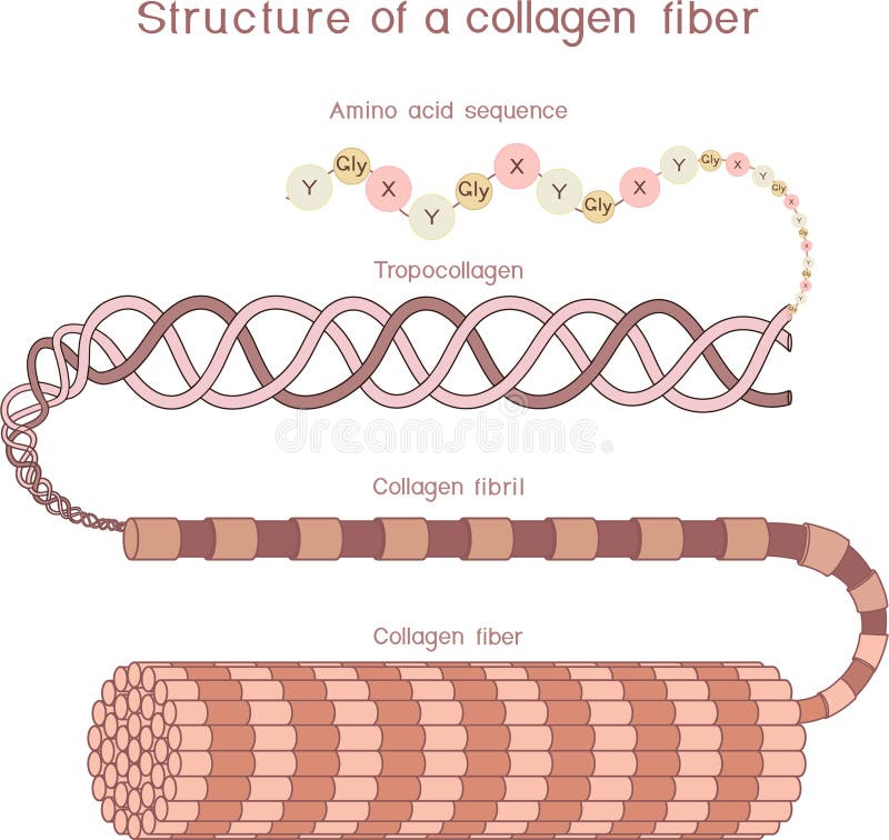 Structure of Collagen Fiber Stock Vector - Illustration of diagram ...