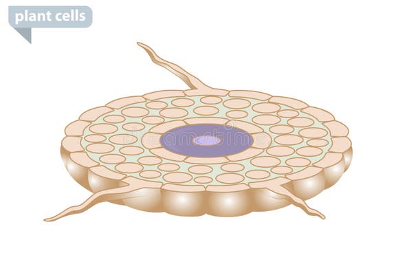 Vacuole Stock Illustrations – 1,426 Vacuole Stock Illustrations ...
