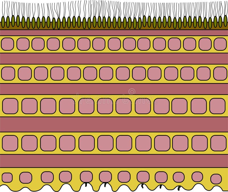 Earthworm Cuticle Structure Diagram Stock Illustration - Illustration ...