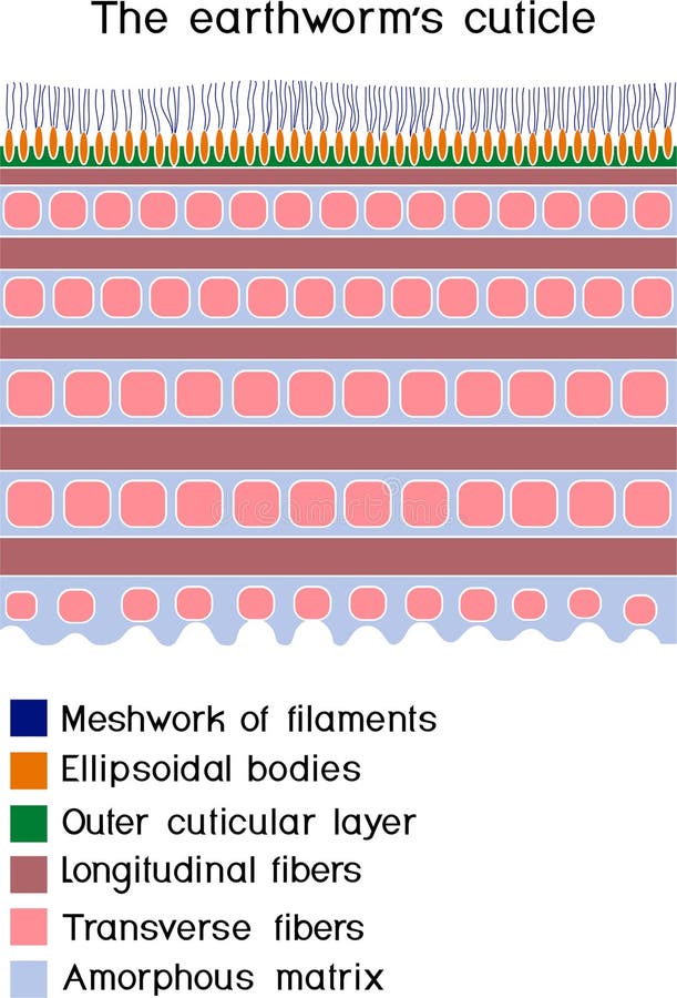 Earthworm Cuticle Structure Diagram Stock Illustration - Illustration ...