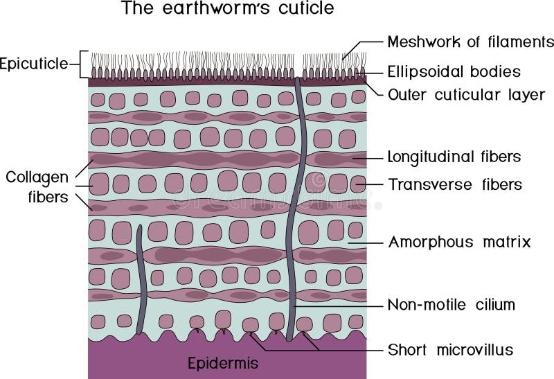 Earthworm Cuticle Structure Diagram Stock Illustration - Illustration ...