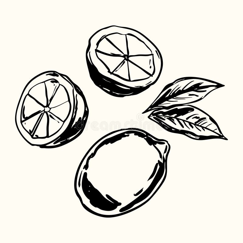 Black and White Vintage Lemon Fruit Set Illustration Stock Illustration ...