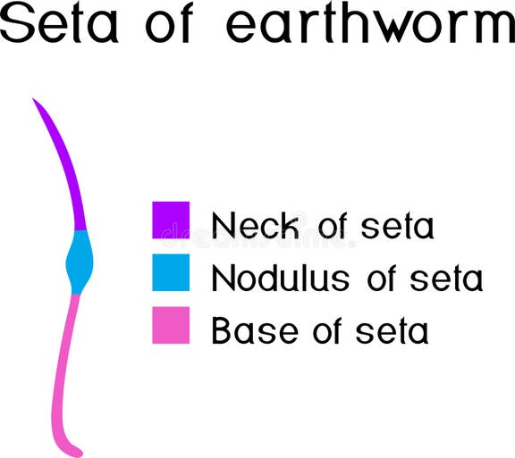 Structure Diagram of Seta of Earthworm Stock Vector - Illustration of ...