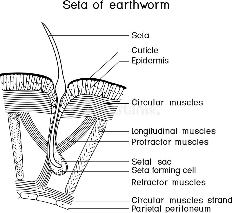 Structure Diagram of Seta of Earthworm Stock Illustration ...
