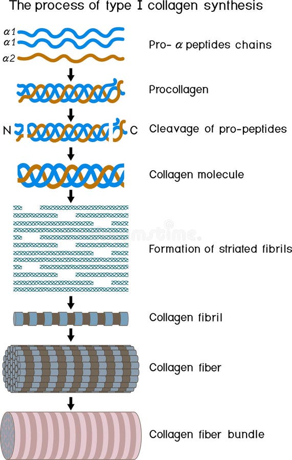 Multi-step Process of Type I Collagen Synthesis. Scheme of Collagen ...