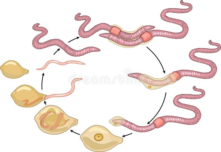 Life Cycle of Earthworm from Juvenile Earthworm Hatching from Cocoon To ...