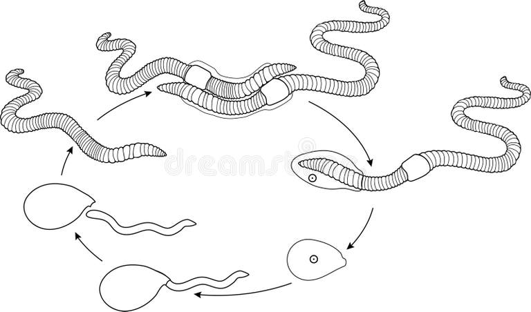Coloring Page with Life Cycle of Earthworm from Juvenile Earthworm ...