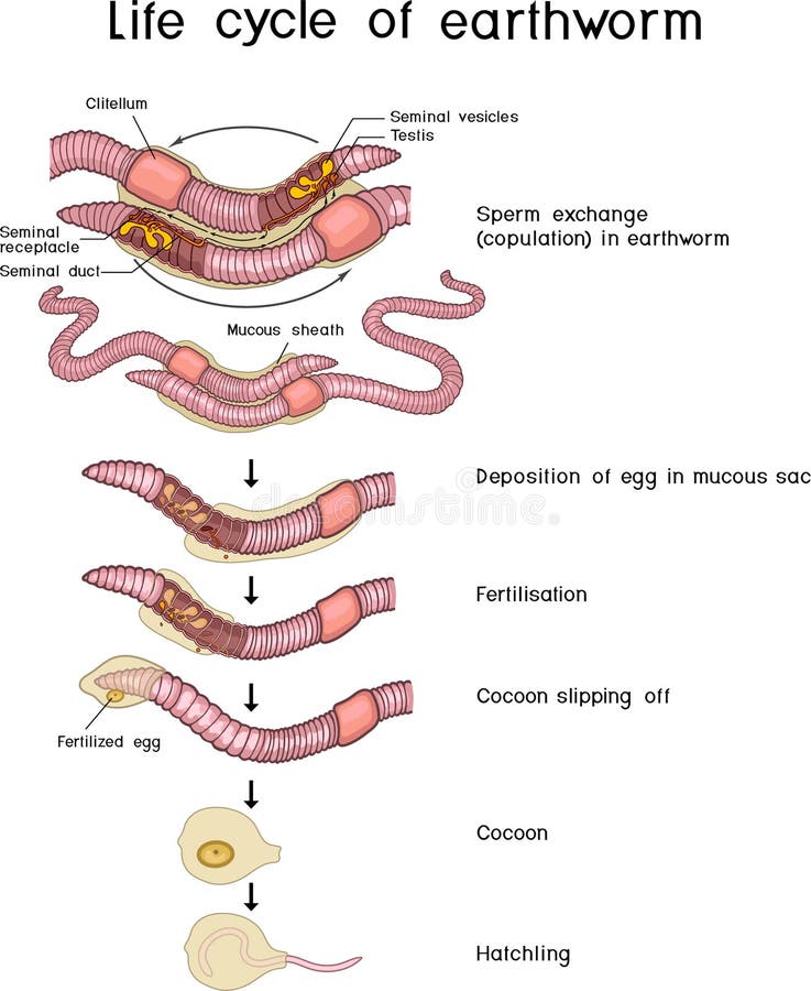 Life Cycle of Earthworm from Juvenile Earthworm Hatching from Cocoon To ...
