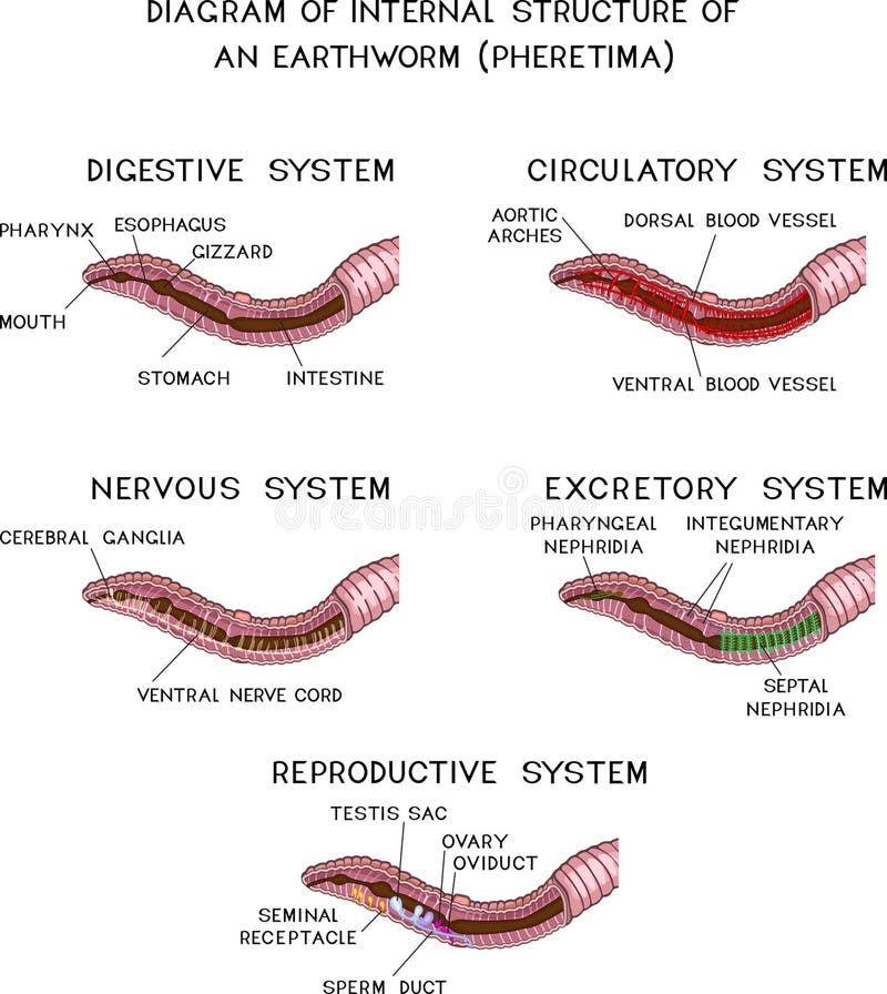 Digestive Reproductive Nervous Excretory Systems Stock Illustrations ...