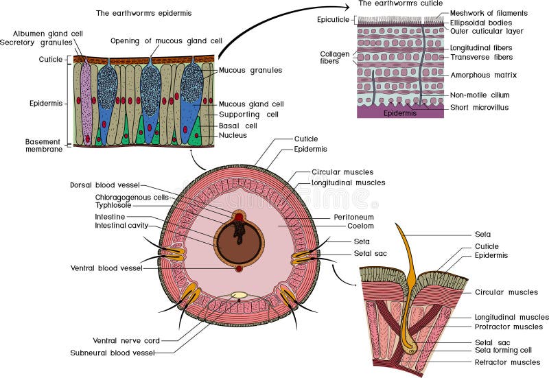 Cross Section, Structure Diagram of Seta, Cuticle and Epidermis of ...
