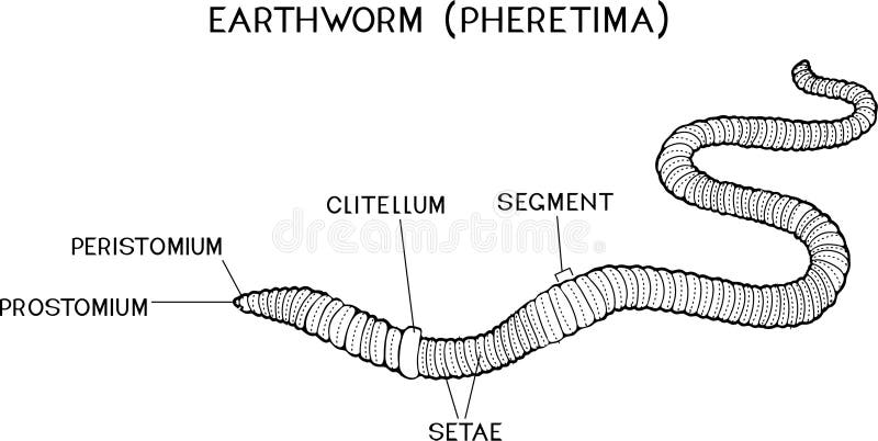Coloring Page with External Structure of Earthworm (pheretima) Stock ...