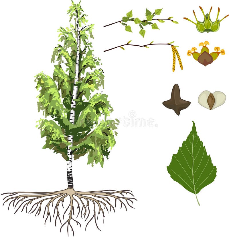 Botanical Illustration with Birch Tree (Betula Pendula) with Root ...