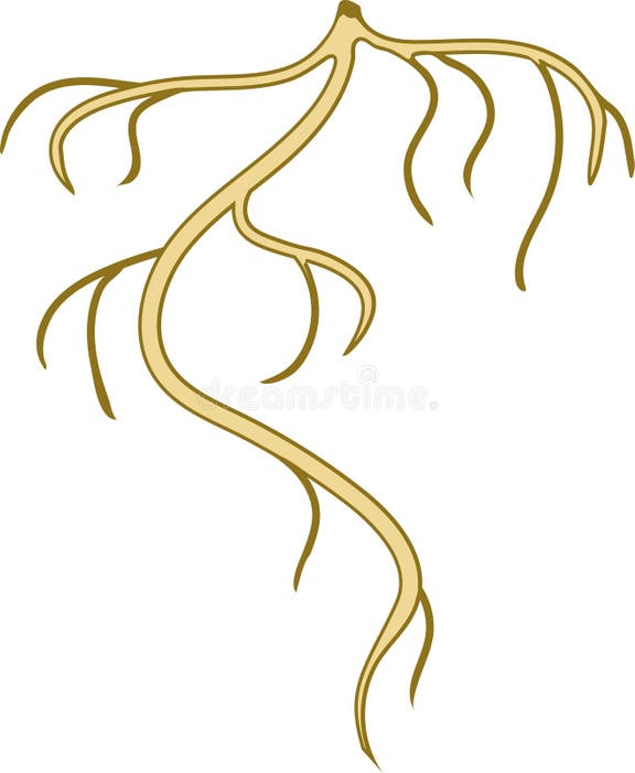 Tap Root Stock Illustrations – 175 Tap Root Stock Illustrations ...