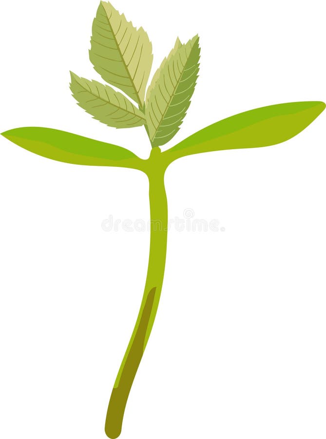 Art Rowan Tree Isolated Over White. Stock Vector - Illustration of ...