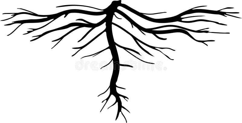Tap Root Stock Illustrations – 120 Tap Root Stock Illustrations ...