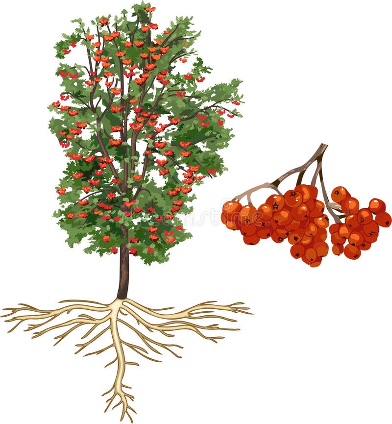 Rowan System Stock Illustrations – 39 Rowan System Stock Illustrations ...