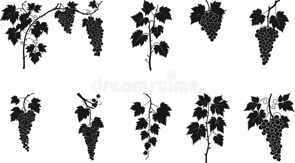 Black and White Silhouettes of Grapevines with Clusters of Grapes and ...