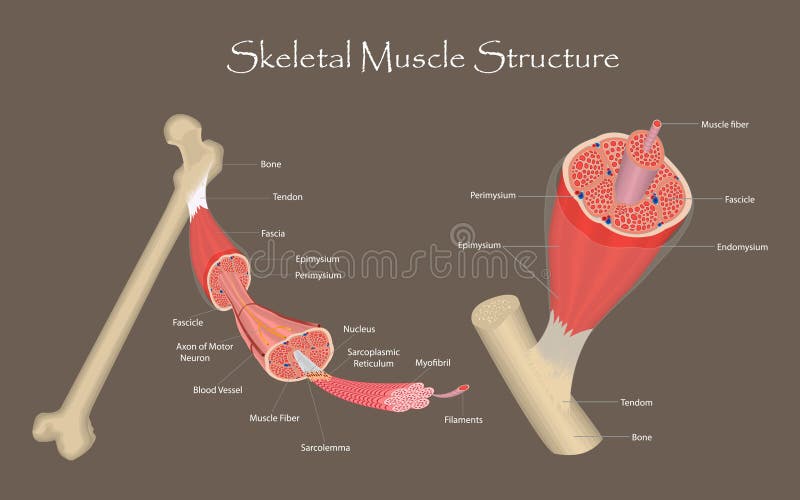 Detailed Anatomical Illustration of Skeletal Muscle Structure and Its ...