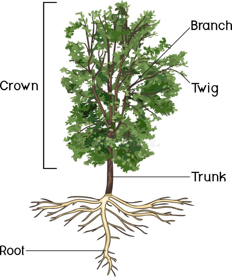 Parts of Plant. Morphology of Deciduous Tree with Crown and Root with ...