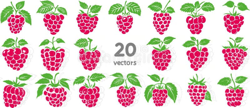 Various Vector Illustrations of Raspberries (Rubus Idaeus) are Shown in ...