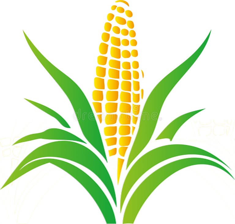 Stylized Illustration of a Corn Plant (Zea Mays) Features a Yellow Corn ...