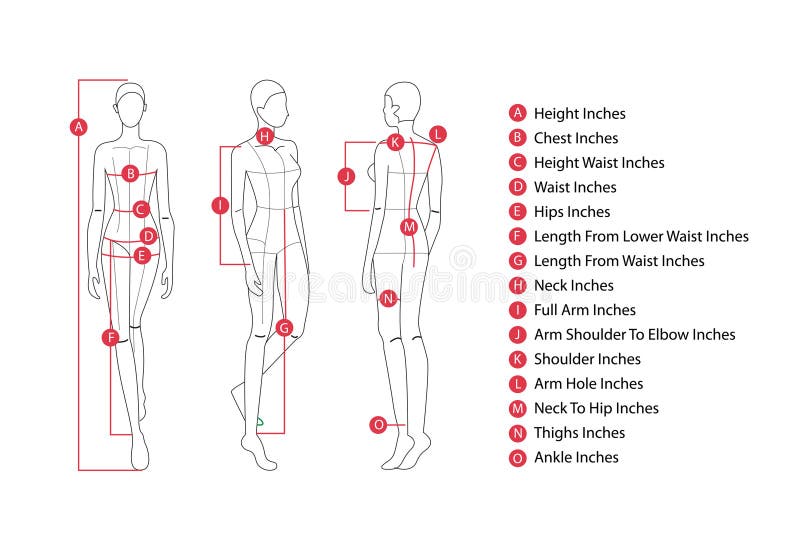 Human Body Outline Front Back Stock Illustrations – 787 Human Body ...
