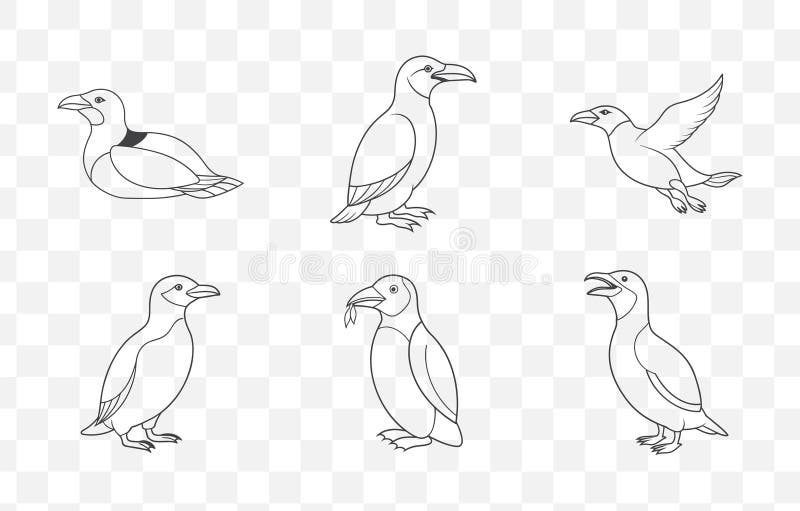 Print Comprehensive High Quality Razorbill Line Art Vector ...