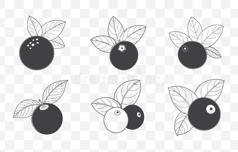 Print Cranberry Line Art Vector Set Elegant and Detailed Illustrations ...