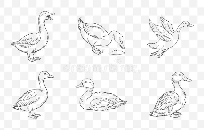 Print Duck Line Art Vector Set with Various Poses and Detailed ...