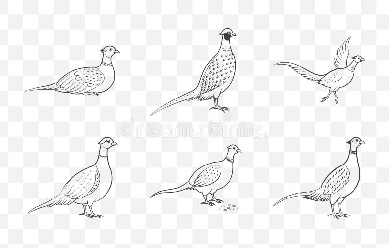 Print Elegant and Detailed Pheasant Line Art Vector Set for Creative ...