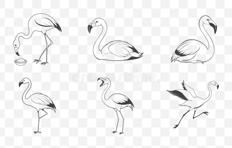 Print Flamingo Line Art Vector Set of Elegant Flamingo Illustrations in ...