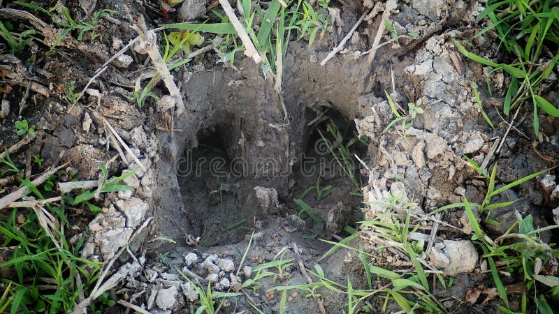The Print Footprints of Buffalo. Stock Photo - Image of garden, produce ...