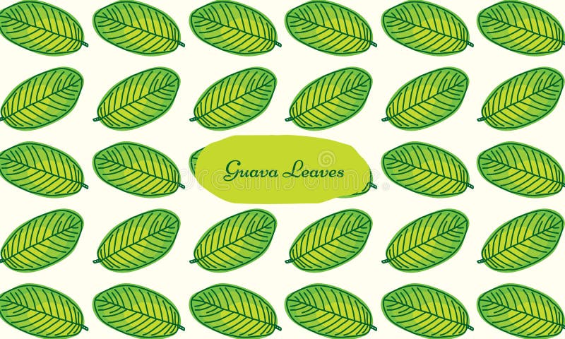 Guava Leaf Stock Illustrations – 2,777 Guava Leaf Stock Illustrations ...