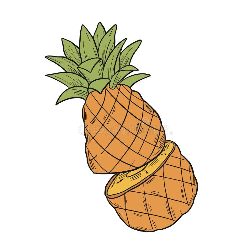 Graphical Illustration of a Pineapple Cut in Half in Sketch Style in ...