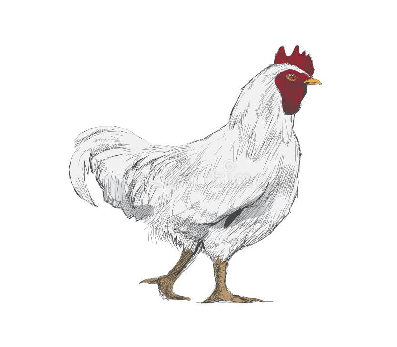 Illustration Drawing Style of Chicken Stock Illustration - Illustration ...