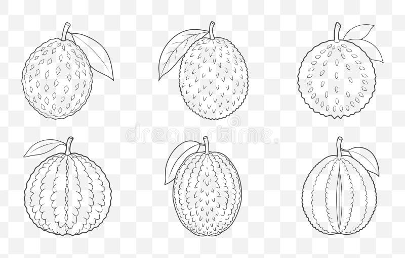 Print Jackfruit Line Art Vector Set with Detailed Illustrations of ...