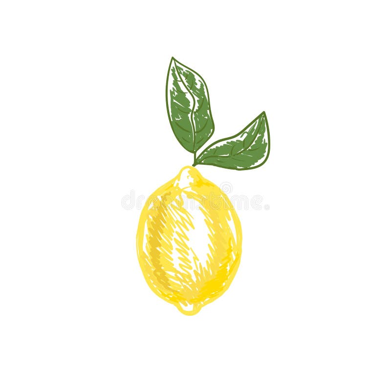 Lemon with Leaves Isolated.Stock Vector Illustration Isolated on White ...