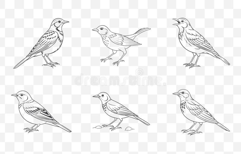 Print Pipit Line Art Vector Set Collection of High Quality Minimalistic ...