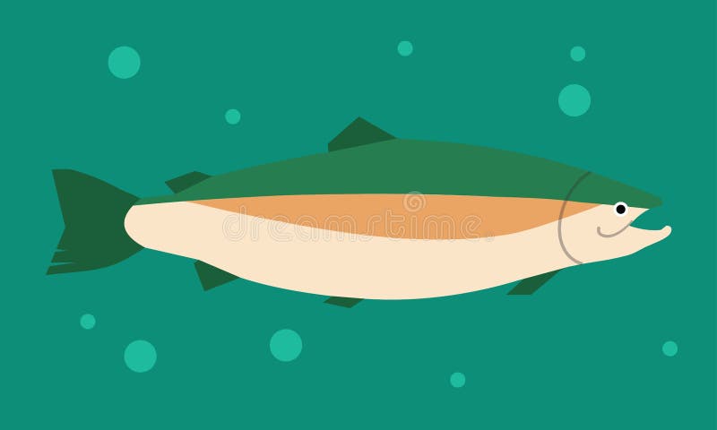 Salmon fish simple stock vector. Illustration of bass - 264440692