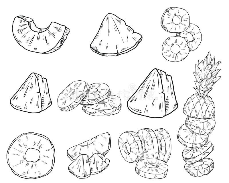 Set of Chopped Pineapple Slices in Sketch Style Stock Vector - Illustration of organic, circle ...