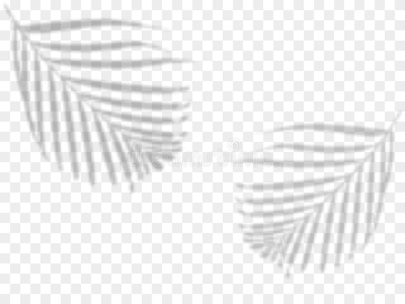 Shadow a Palm Leaf. Vector Realistic. Overlay Soft Effect. Transparent ...