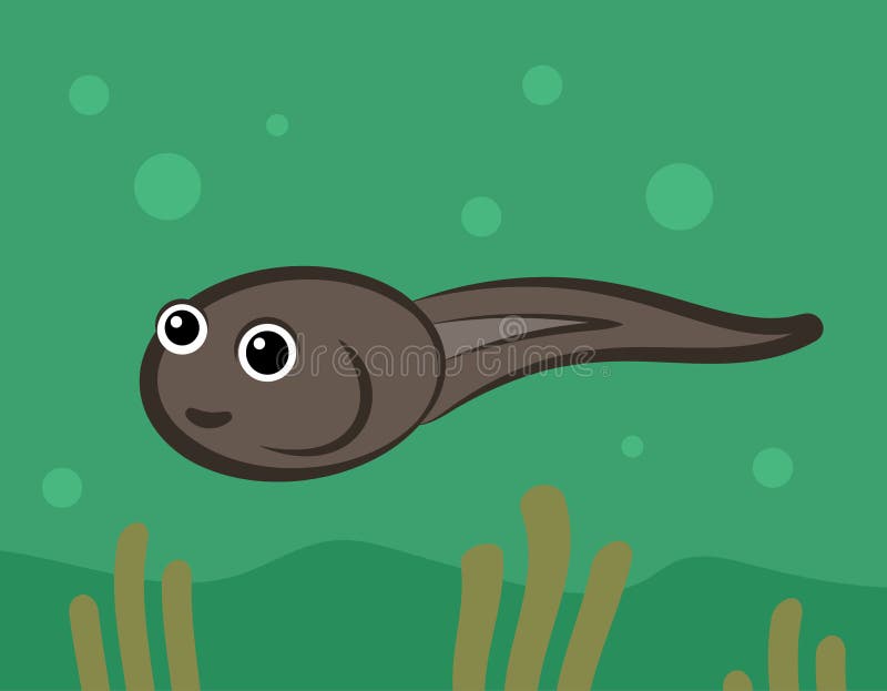 Tadpole Clipart Stock Illustrations – 105 Tadpole Clipart Stock ...