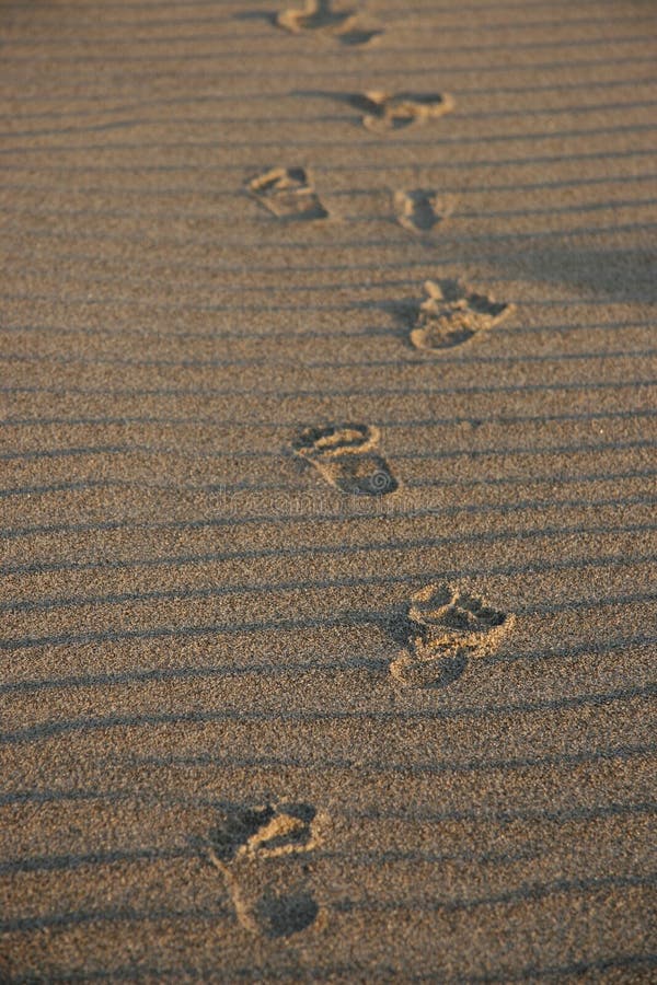 Prints in the sand stock photo. Image of toes, direction - 1179920