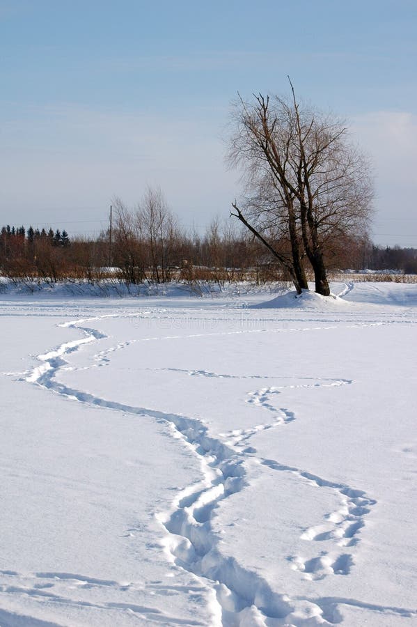 Prints in the snow stock image. Image of altitude, deep - 13053481